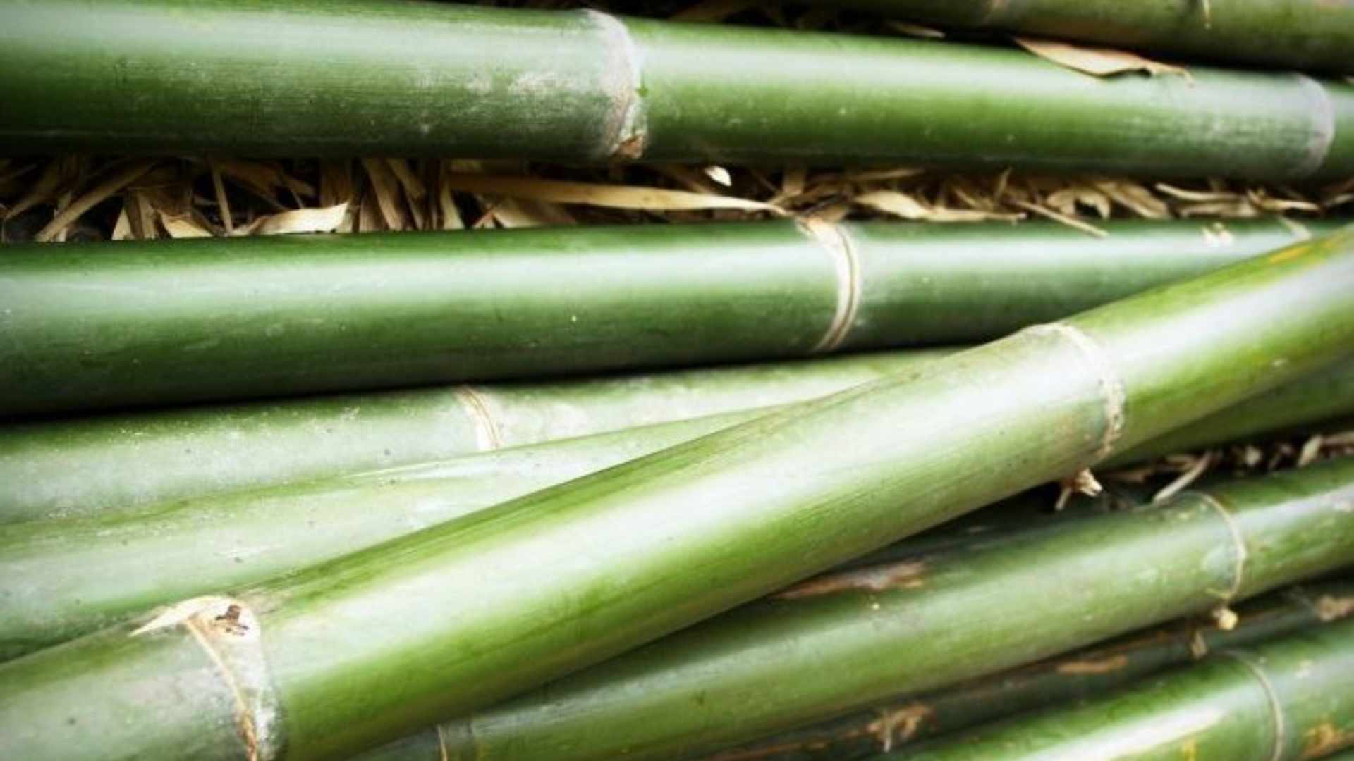 How to Import Vietnam Bamboo: A Complete Sourcing Guide 2026