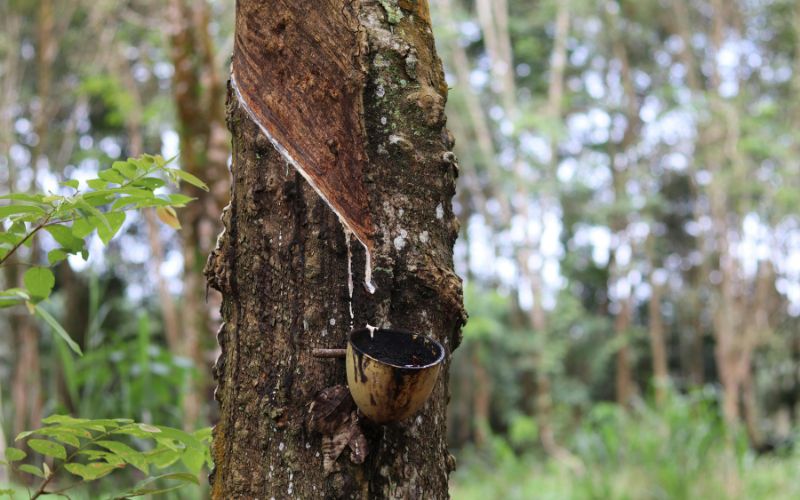 How To Source Vietnam Rubber and Best Manufacturers 2025