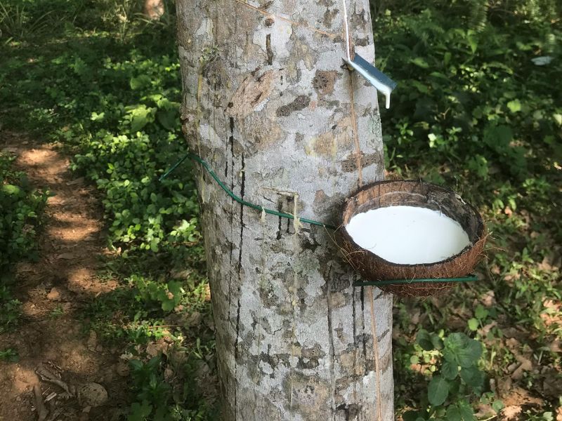 How to Import Rubber from Vietnam to the EU Legally?