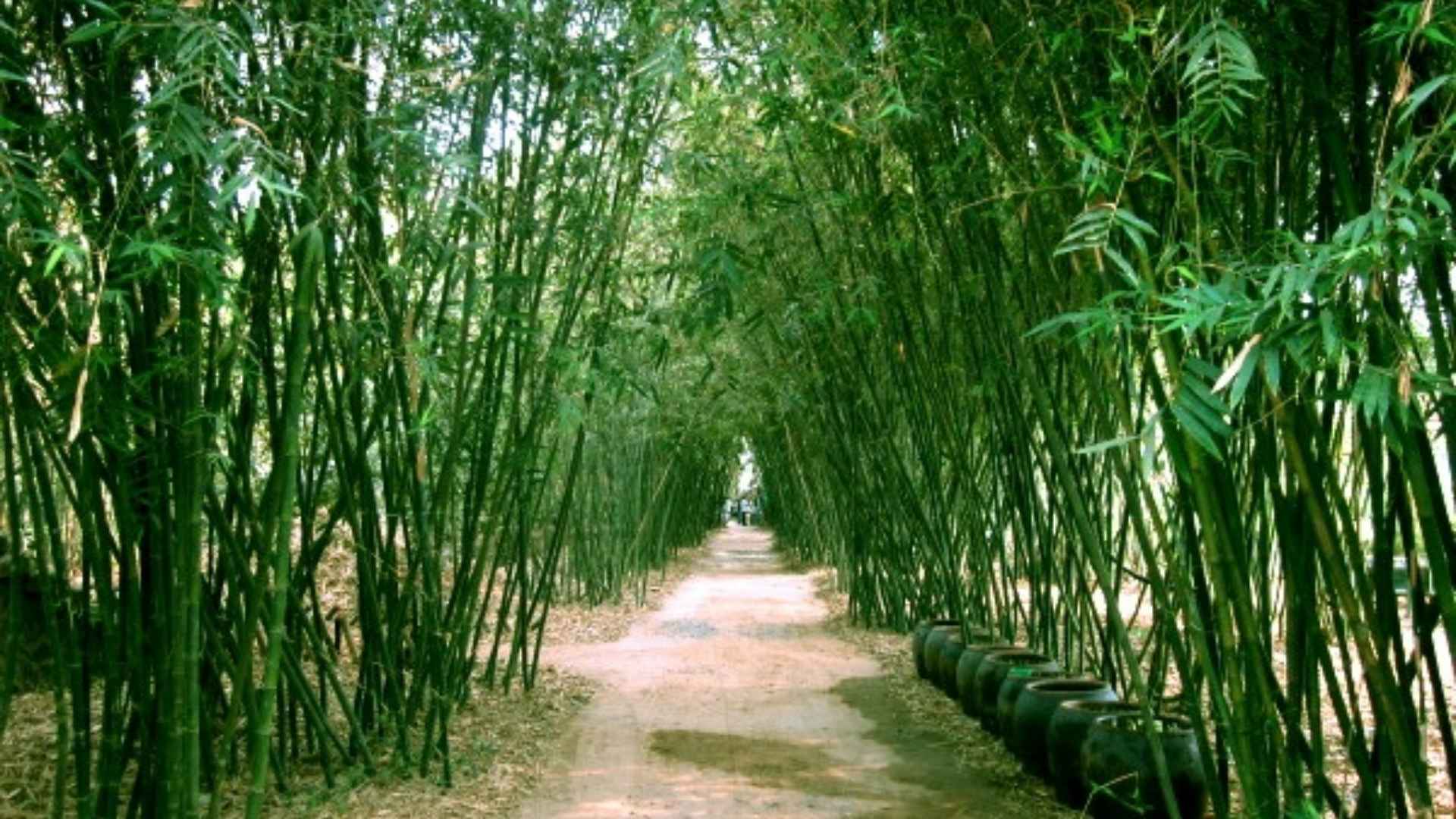 Importing Bamboo Placemats from Vietnam: Overview & Top Suppliers