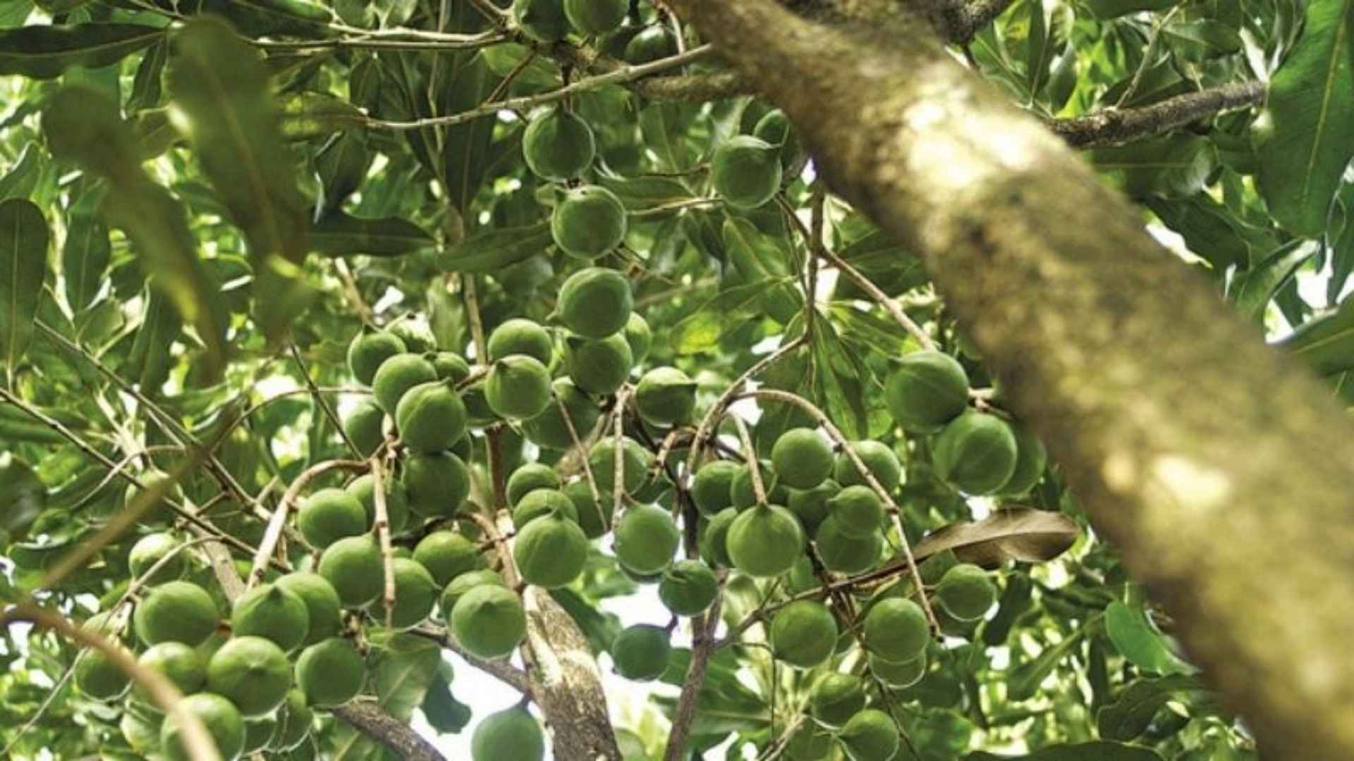 6 Essential Steps to Import Macadamia Nuts from Vietnam